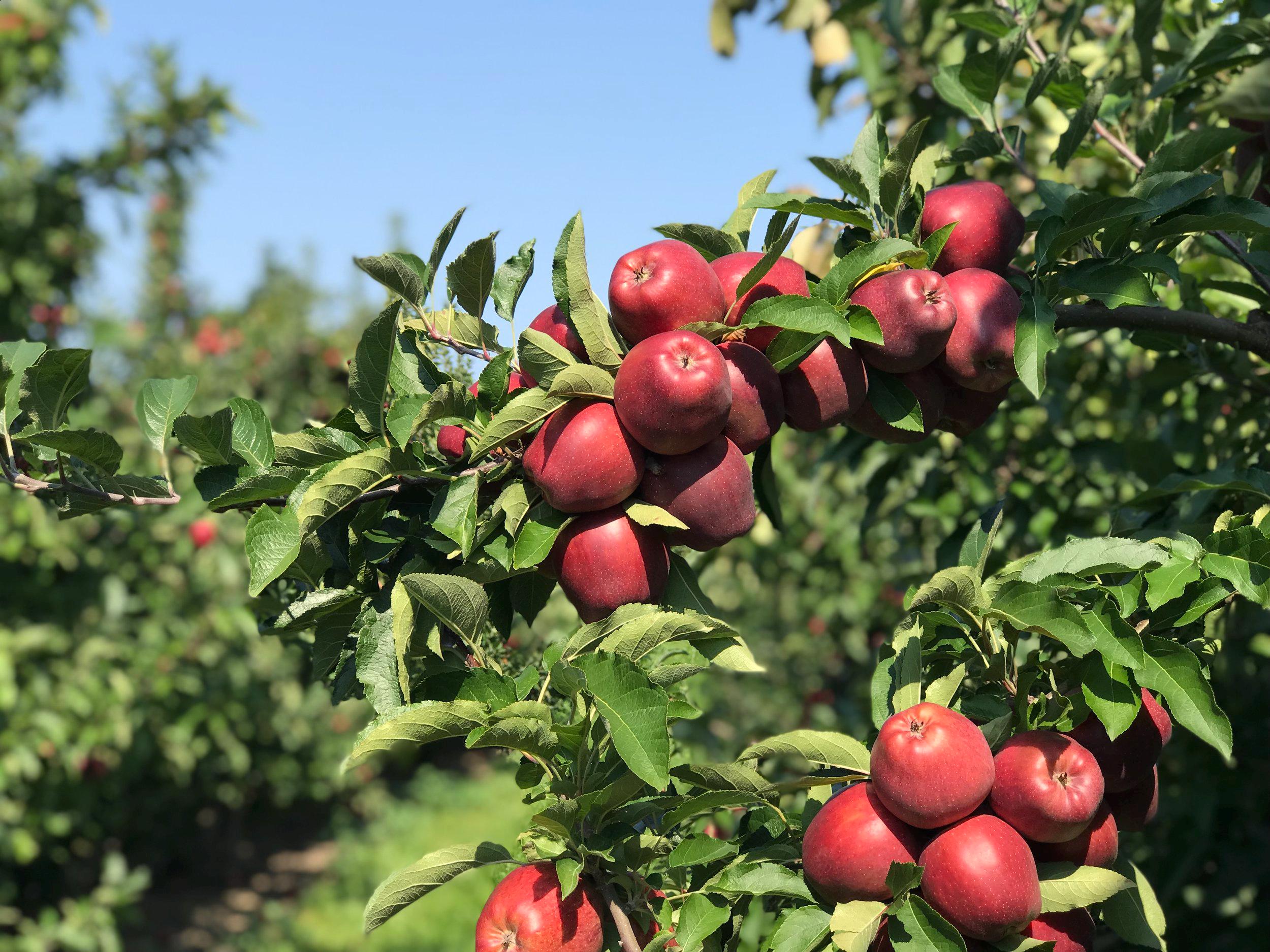 Red Delicious Apple Tree on M7, Bare Root, スターキング・デリシャス リンゴ, 红星苹果 - Etsy