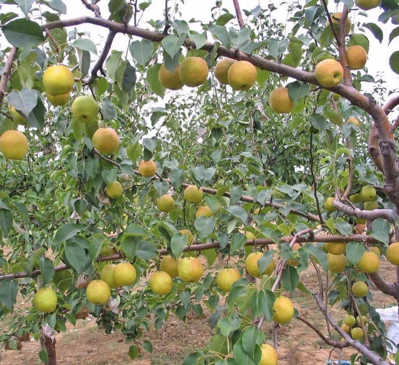 Yulu Fragrant Pear Tree, Asian Pear, Bare Root, 山西隰县玉露香梨 - Etsy