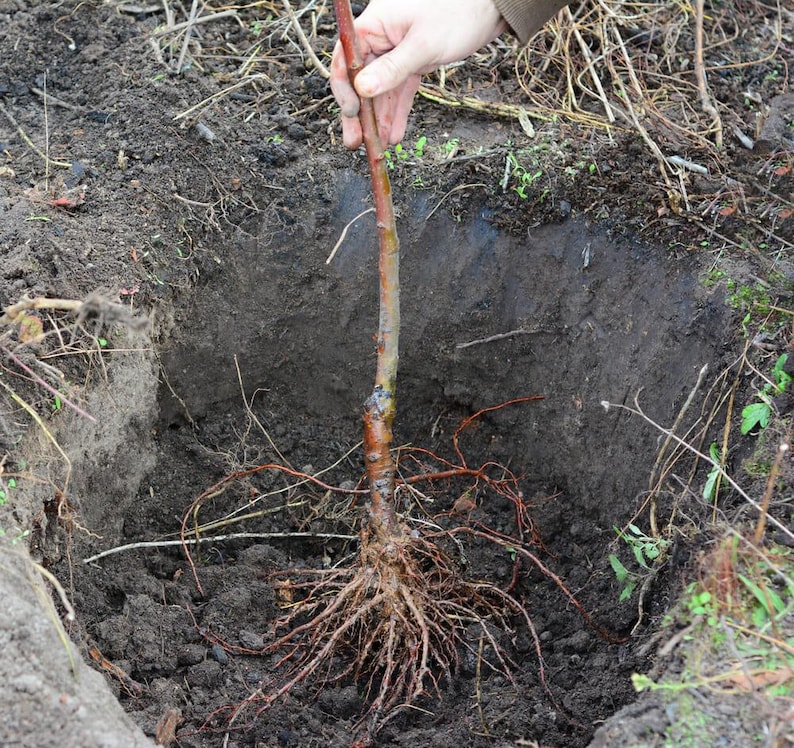 Katy Apricot Tree, Bare Root, 1/2", Self-fruitful - Etsy