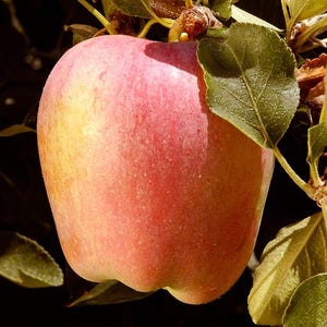 Anna Apple Tree on M7, Bare Root, 3/8" . Low Chill Requirement, Great ...
