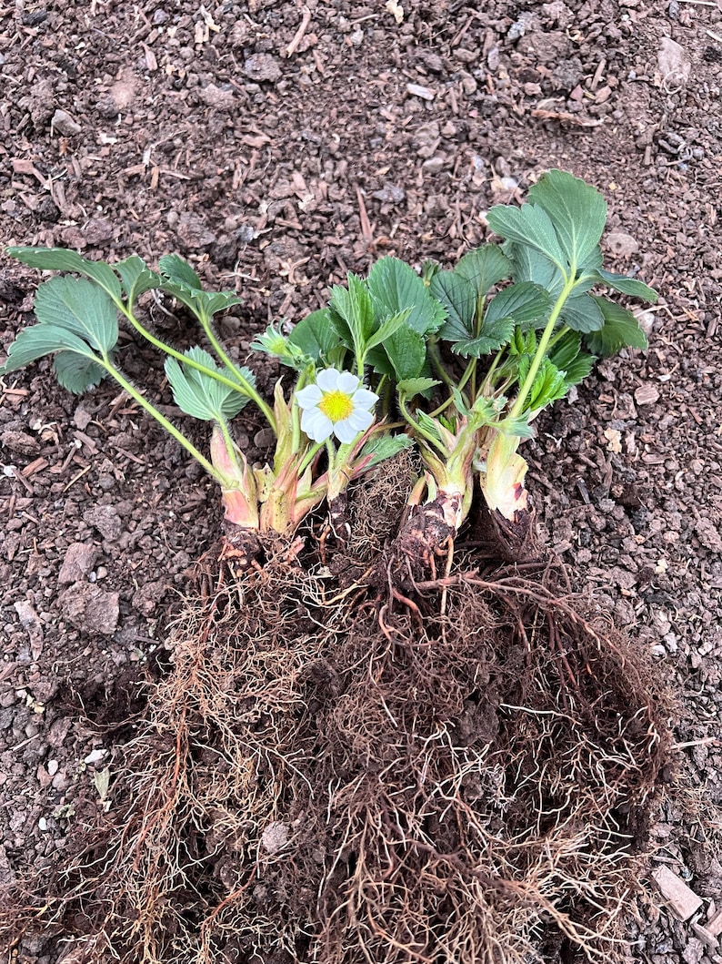 6 Japanese Akihime （あきひめ）strawberry Plants ，bare Boots 章姬 ，奶油 ，甜宝 - Etsy