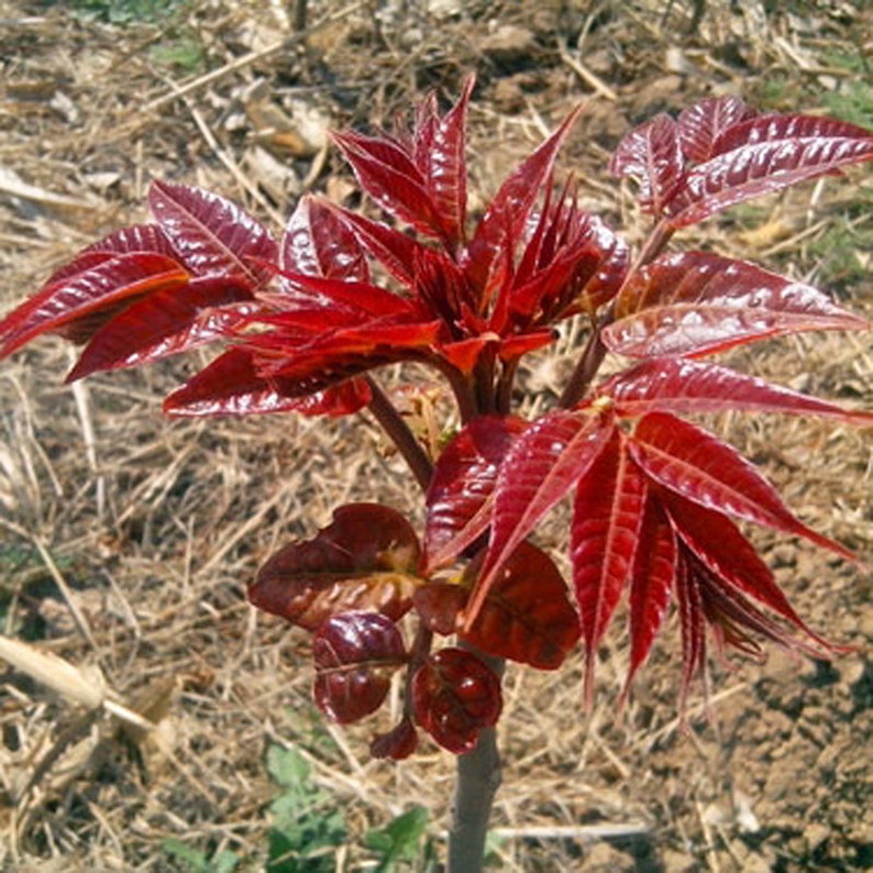 Toona Sinensis，fragrant Spring Tree, 红油香椿苗 ，香椿 (チャンチン) - Etsy