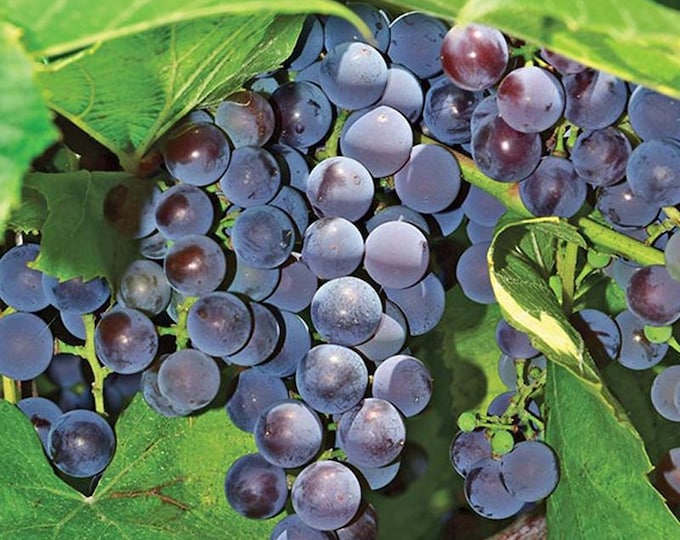 Steuben Grape, Live Potted Seedless Grape Plant, 2 Year Old. - Etsy