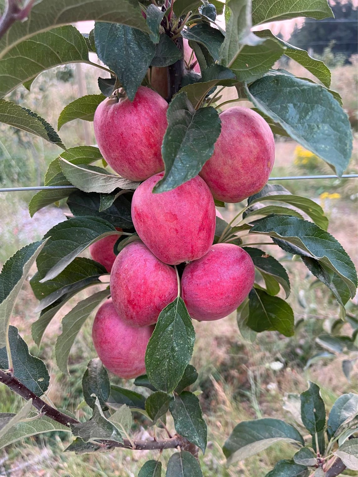 Santiam Red Gala Apple Tree on M7, Bare Root, Excellent Disease ...