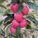 Santiam Red Gala Apple Tree on M7, Bare Root, Excellent Disease ...