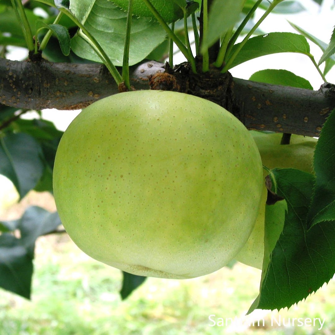 Tottori Nijisseiki Pear20th Century Asian Pear on Pyrus Betulifolia ...