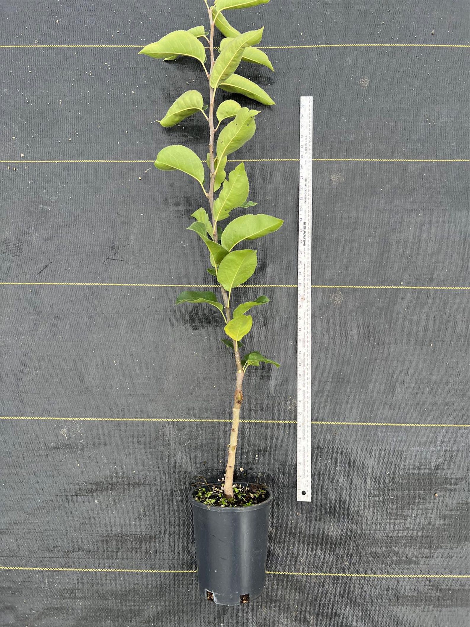 Korean Noryang Giant Asian Pear Tree, Bare Root - Etsy