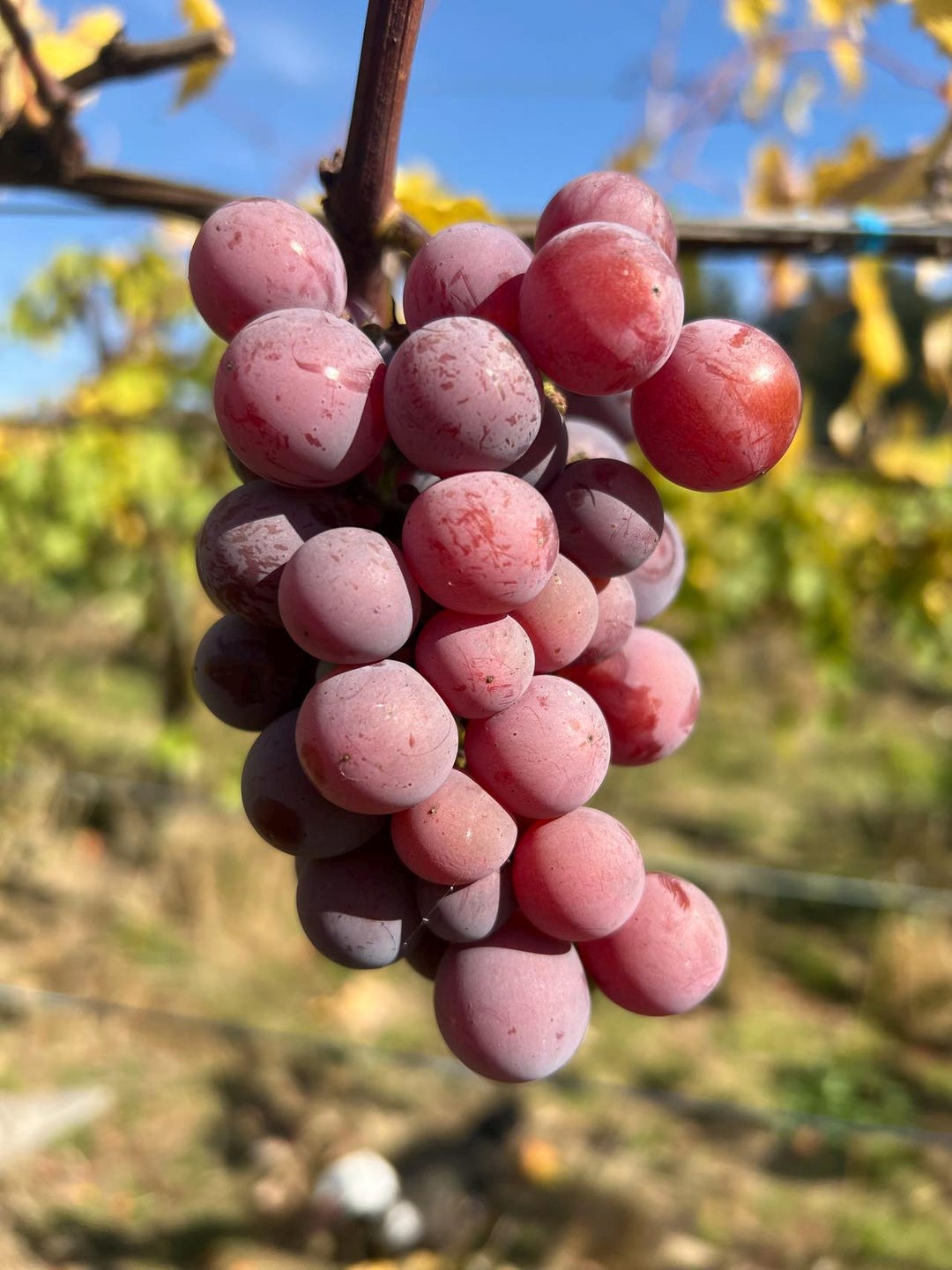 Yates Seeded Grape, Late Variety, Keeps Well in Cold Storage - Etsy