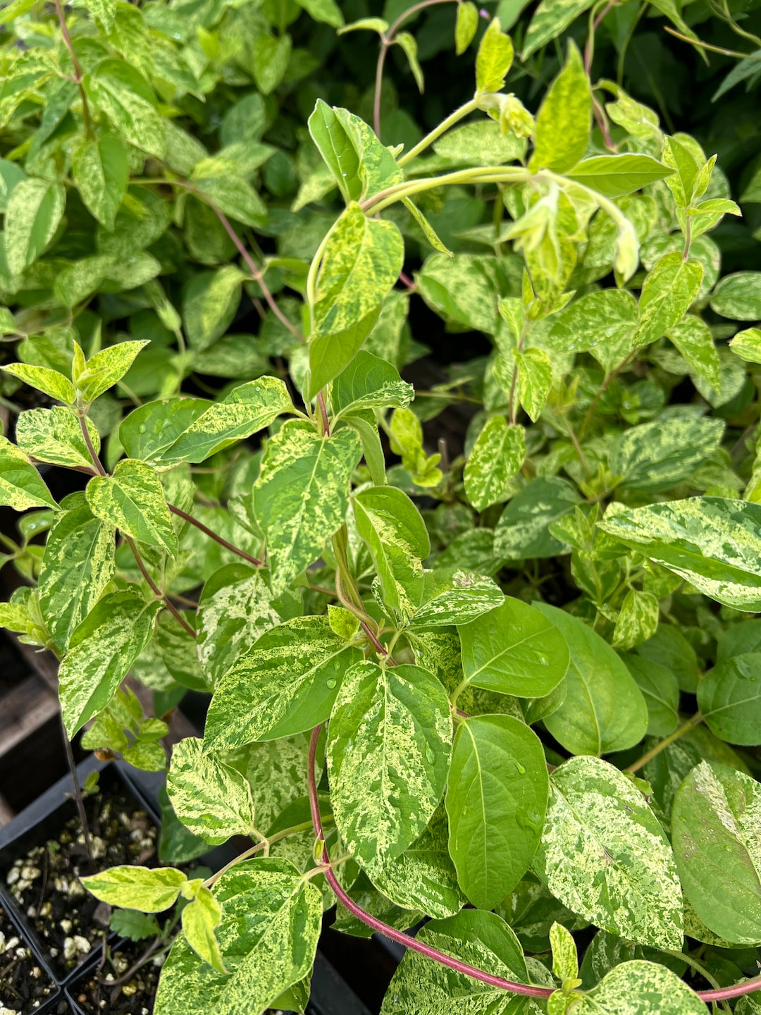 Variegated Japanese Honeysuckle, Lonicera Japonica "mint Crisp" 斑入り ...