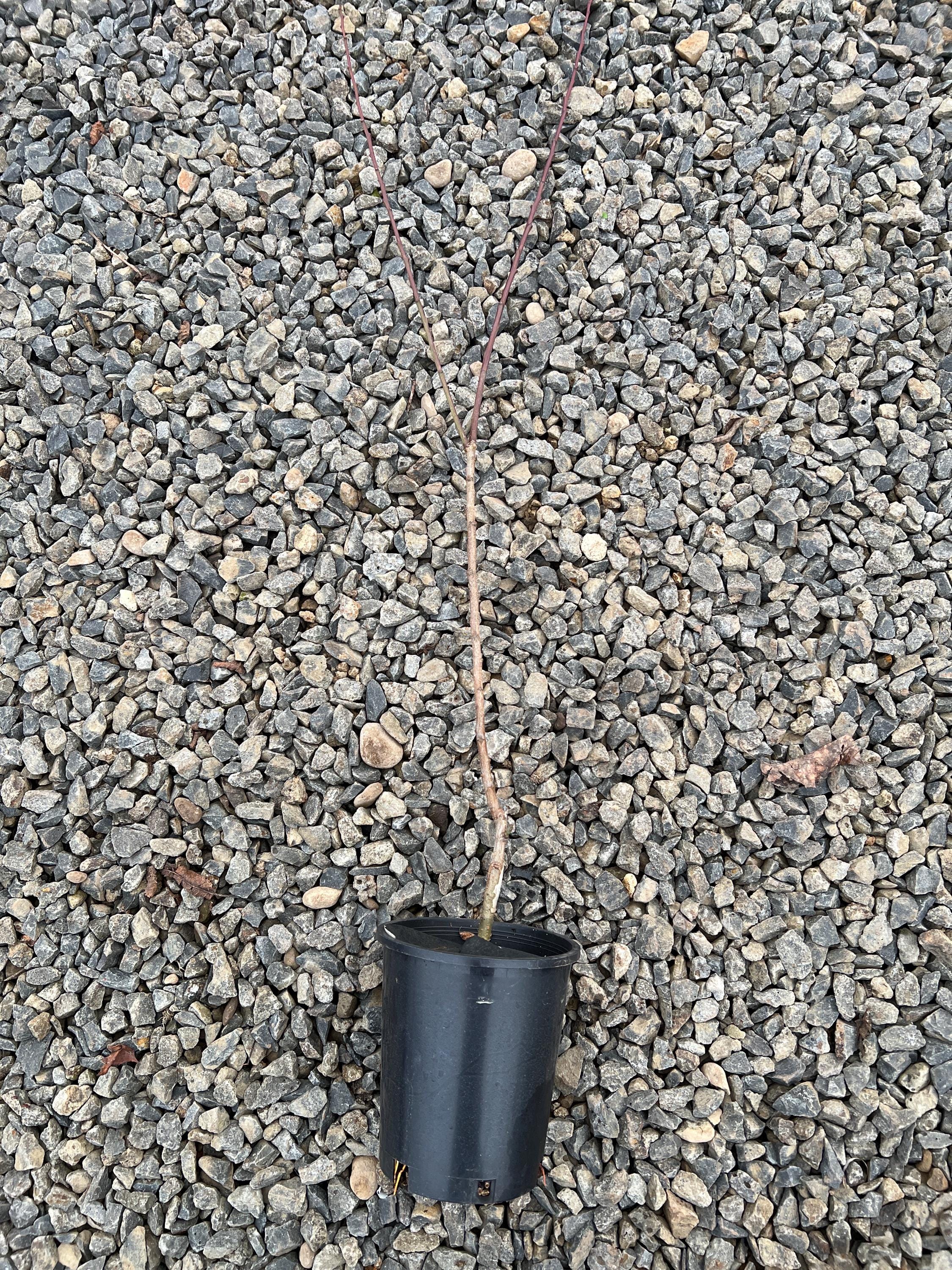 Green Gage (bavay's) Prune Tree. European Type Plum, Prune Plum. Bare ...