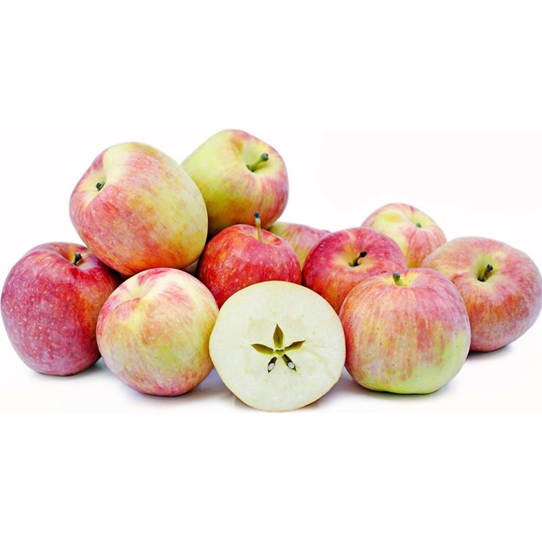 Anna Apple Tree on M7, Bare Root, 3/8" . Low Chill Requirement, Great ...