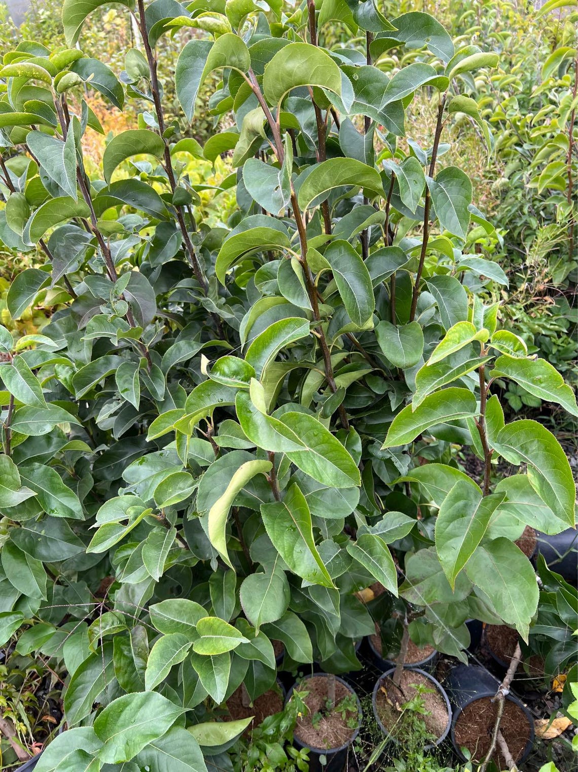 Korean Noryang Giant Asian Pear Tree, Bare Root - Etsy
