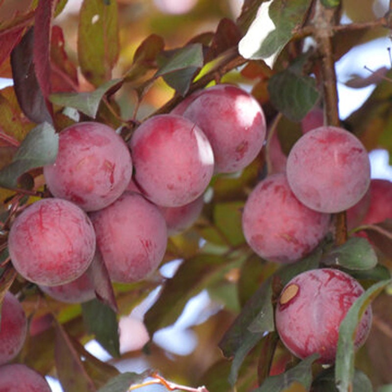Dwarf Plum Tree - Etsy