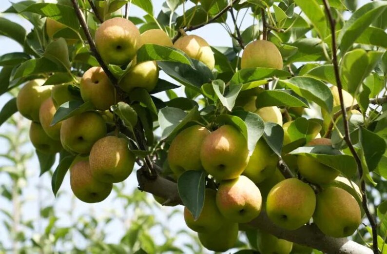 Fragrant Pear, Asian Pear on Pyrus Betulifolia, 庫爾勒香梨（コルラシャンリー）,库尔勒香梨 ...