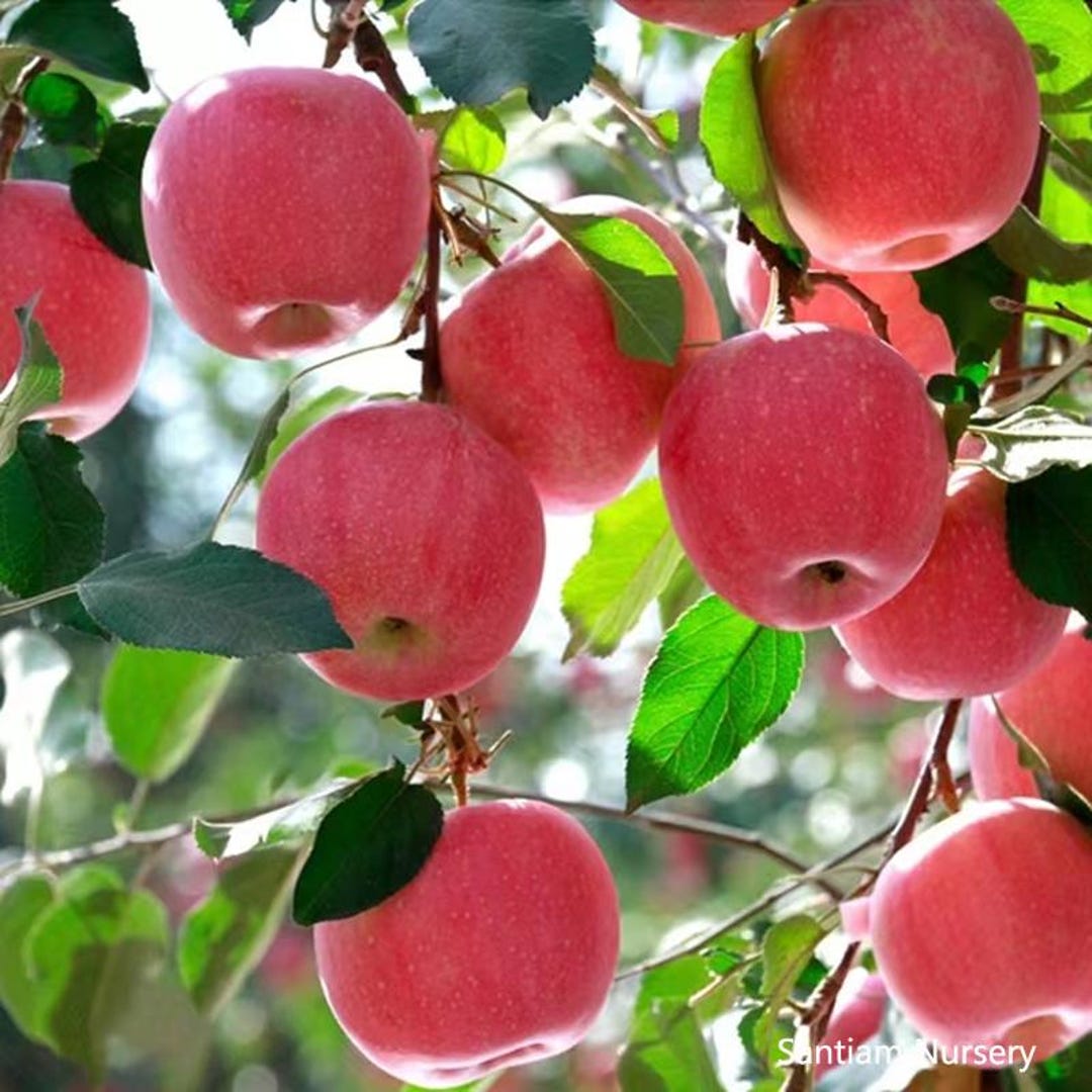 Japanese Fuji Apple Tree, Bare Root, 红富士苹果， ふじりんご - Etsy