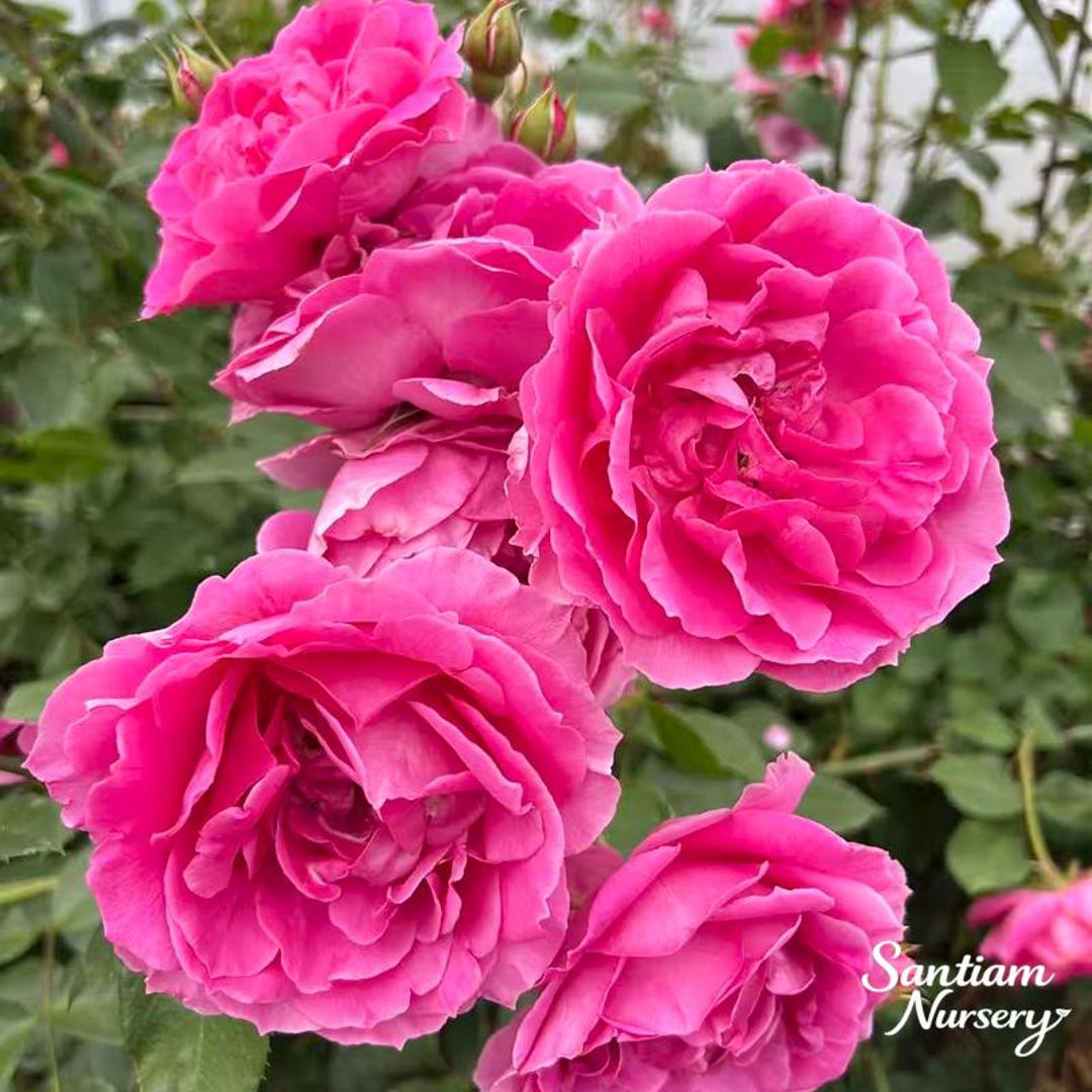Parade Climbing Rose – Large Pink Blooms, Vigorous Hardy Climber, Live ...