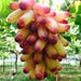 5pcs Jupiter Seedless Muscat Table Grape Cuttings US Seller - Etsy