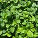 Japanese Peach Strawberry "momo Ichigo" Plants, 6 Plants, Bare Roots 桃薫 ...