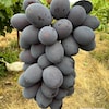5pcs Japanese Fujiminori Giant Table Grape Cuttings 藤稔葡萄/乒乓球葡萄插条 US ...