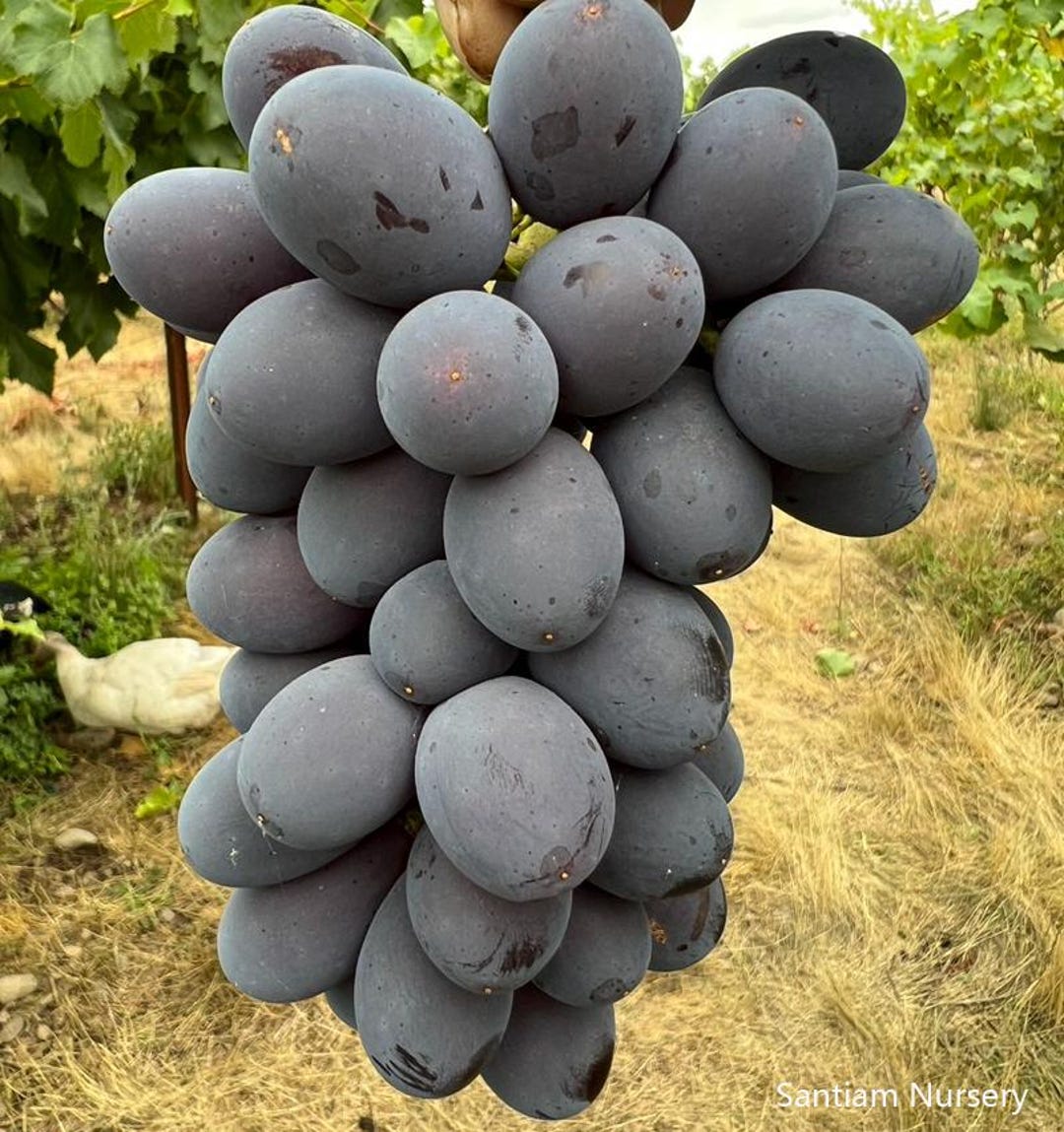 Black Seedless Muscat Table Grape Plant - Etsy UK