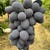 Shine Muscat Premium Japanese Grape Plant on 3309 C, Potted,晴王麝香葡萄シャイン ...