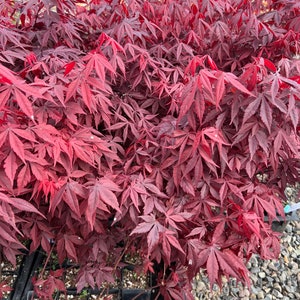 Red Japanese Maple Tree，acer Palmatum 'atropurpureum' 伊呂波紅葉 いろはもみじ 日本红枫 ...