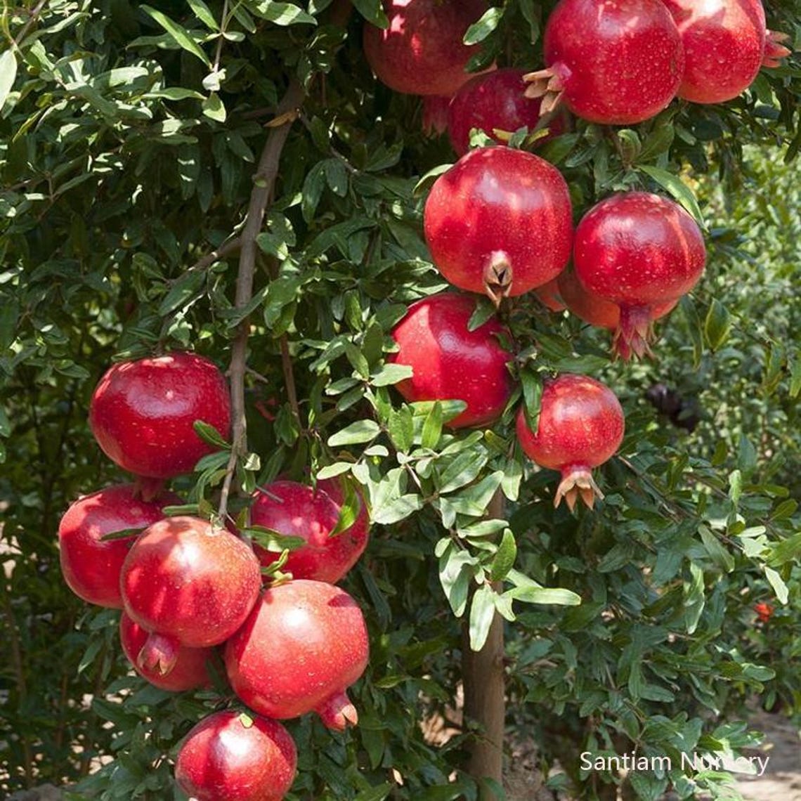Cold Hardy Soft Seed Pomegranate Tree, 红如意石榴 - Etsy