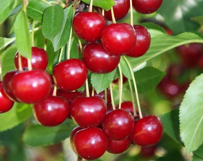 Montmorency Pie Cherry Tree, Bare Root, 3/8" - Etsy