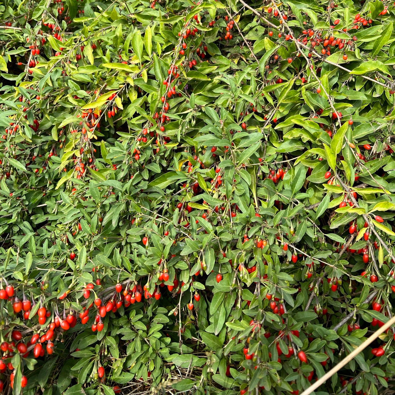 Goji Berry Plant, Wolfberry, Lycium Chinense 宁夏枸杞苗 US Seller - Etsy