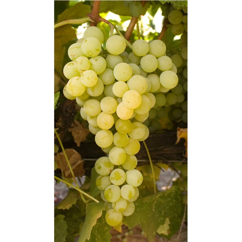 Marquis Seedless Table Grape Plant, - Etsy