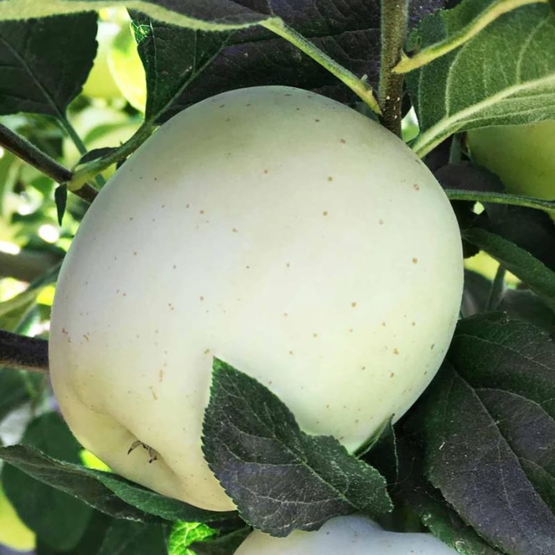 Ghost Apple Tree, Bare Root - Etsy