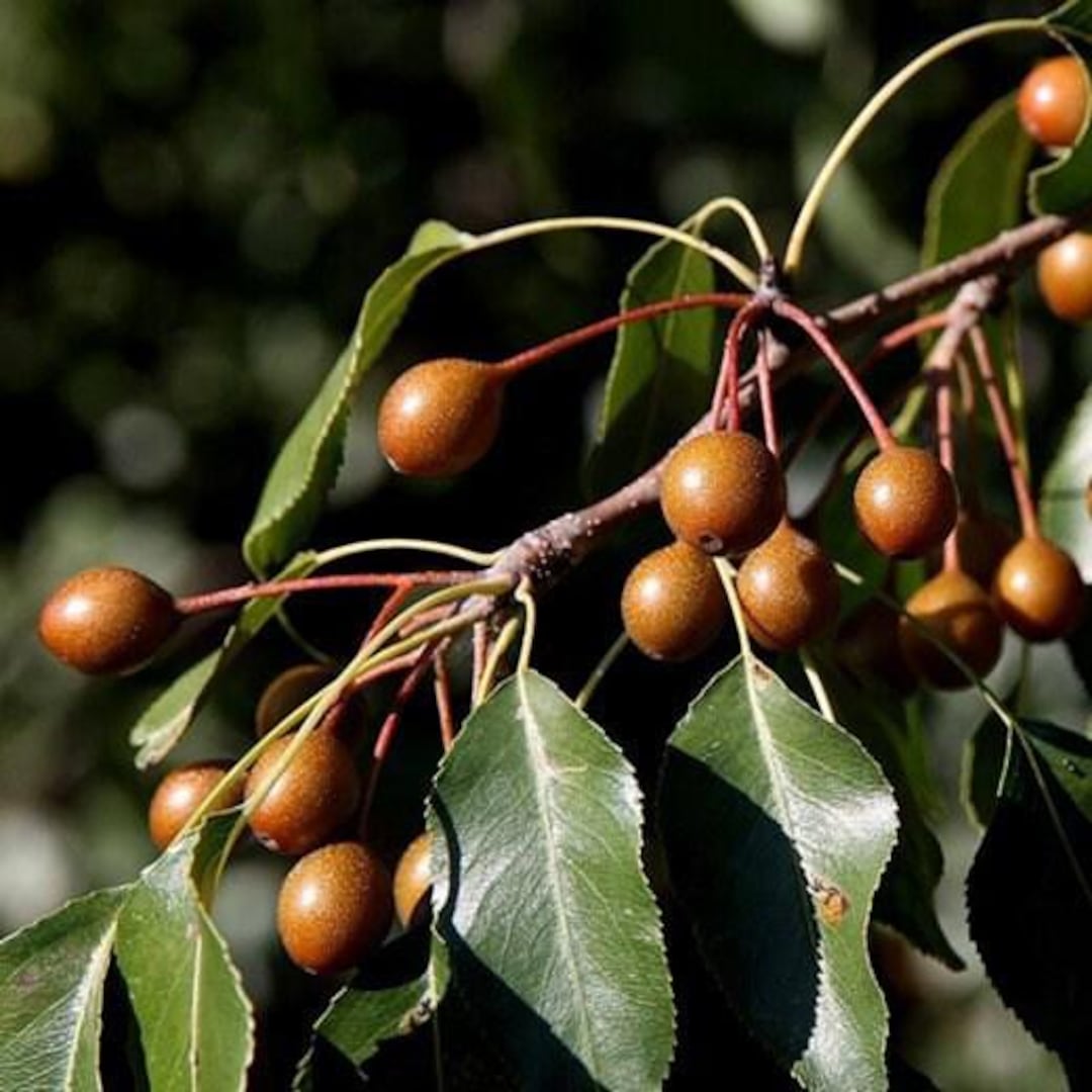 Pyrus Betulifolia，birchleaf Pear，ornamental Tree ,pear Rootstock, 棠梨，杜梨 ...