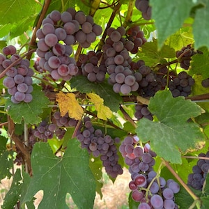 Delaware Seeded Grape Plant デラウエア 玫瑰露葡萄 - Etsy