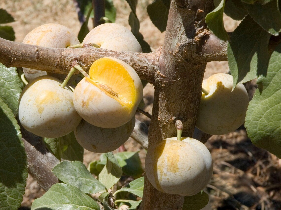 Green Gage (bavay's) Prune Tree. European Type Plum, Prune Plum. Bare ...