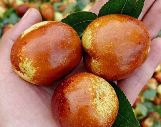 Shanxi Li Giant Jujube Tree, Chinese Date,pear Jujube,bare Root, 临猗梨枣特大 ...