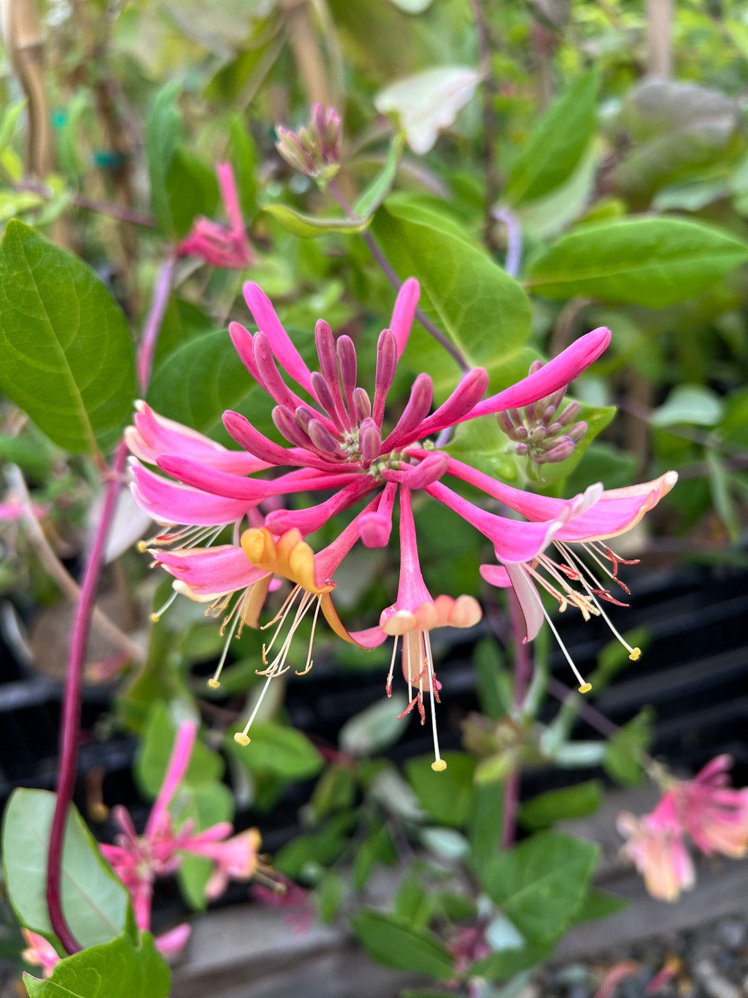 Purple Coral Honeysuckle (lonicera Heckrottii 'goldflame') - Etsy