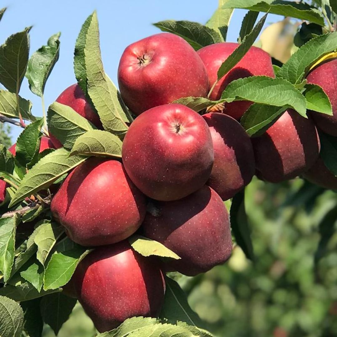 Red Delicious Apple Tree on M7, Bare Root, スターキング・デリシャス リンゴ, 红星苹果 - Etsy