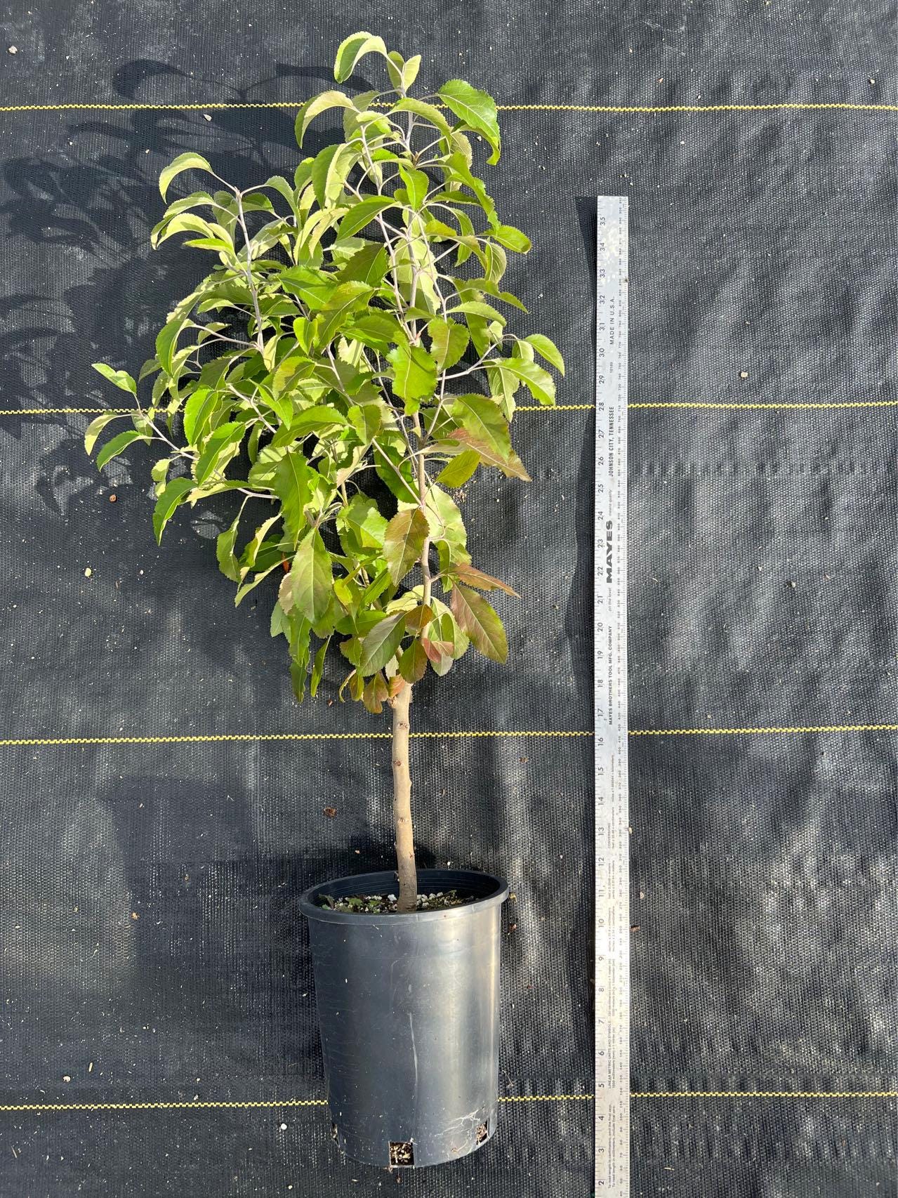 Pyrus Betulifolia，birchleaf Pear，ornamental Tree ,pear Rootstock, 棠梨，杜梨 ...