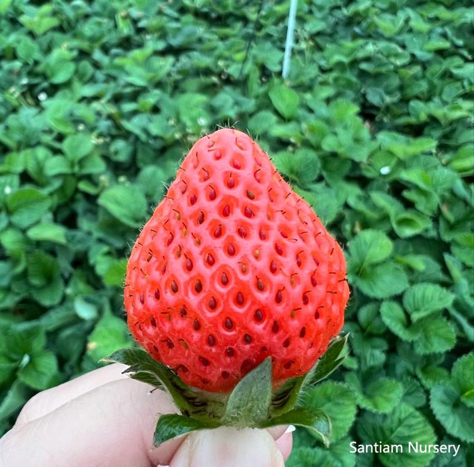 Japanese Peach Strawberry "momo Ichigo" Plants, 6 Plants, Bare Roots 桃薫 ...