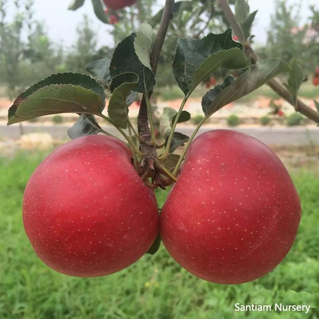 Red Gala Apple Tree on M7, Bare Root - Etsy