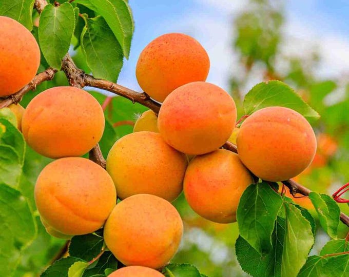 Tilton Apricot Tree, Bare Root, Self-fruitful - Etsy