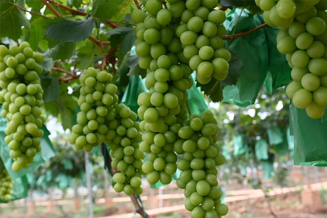 Planta de uva japonesa Shine Muscat Premium en 3309 C, en maceta,晴王麝香葡萄 ...