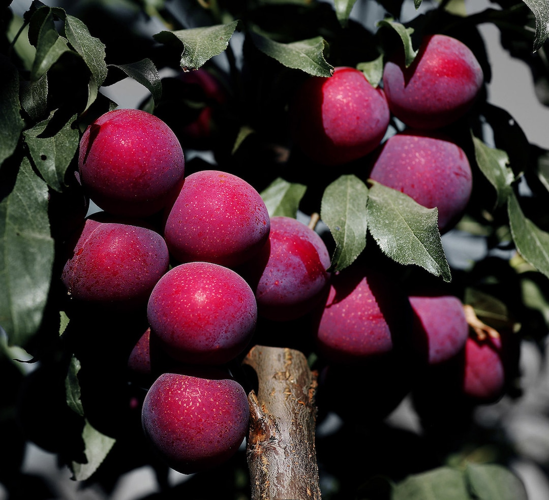 Sweet Treat Pluerry ,cherry Plum Hybrid,plant 樱桃李 US Seller - Etsy