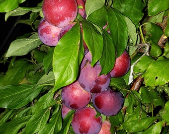 Flavor Punch Pluerry Tree, Cherry Plum Hybrid. Bare Root. - Etsy