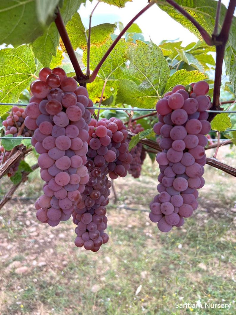 Canadice Seedless Table Grape Plant - Etsy