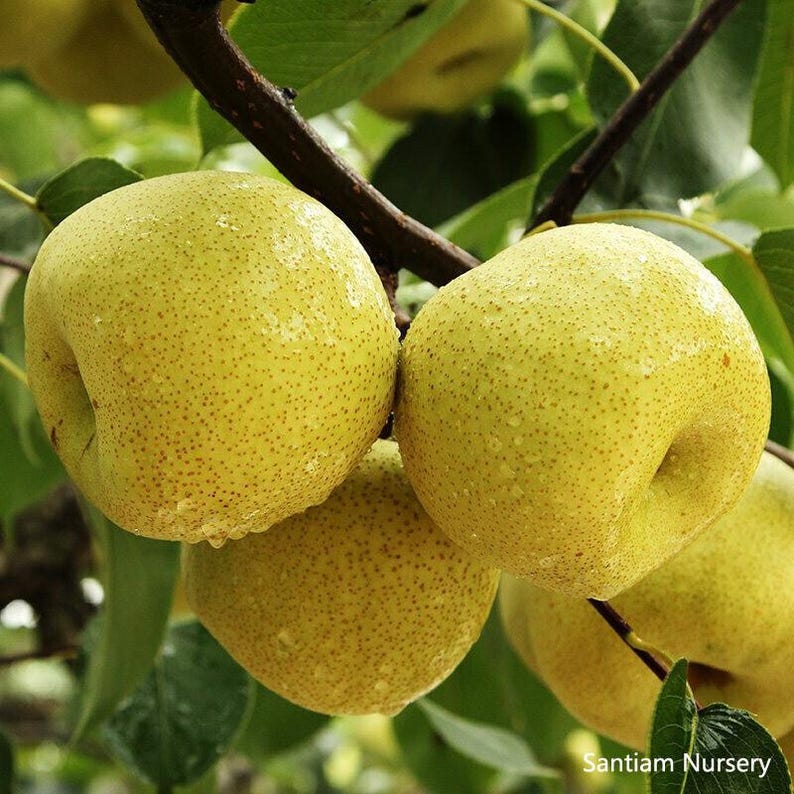 Dangshan Su Li Asian Pear on Betulifolia , Bare Root, 砀山酥梨，碭山酥梨 - Etsy