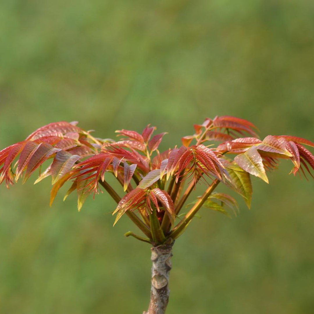 Toona Sinensis，fragrant Spring Tree, 香椿苗 ，椿芽，香椿 (チャンチン) - Etsy
