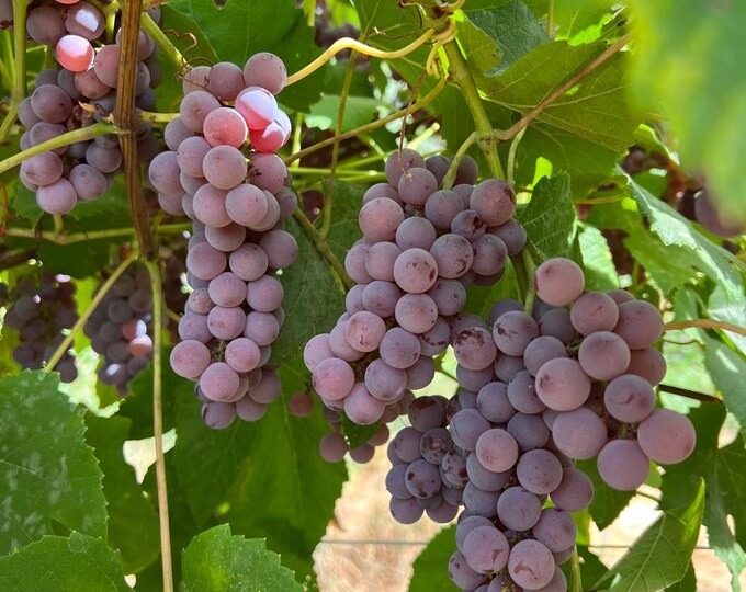 Delaware Seeded Grape Plant デラウエア 玫瑰露葡萄 - Etsy
