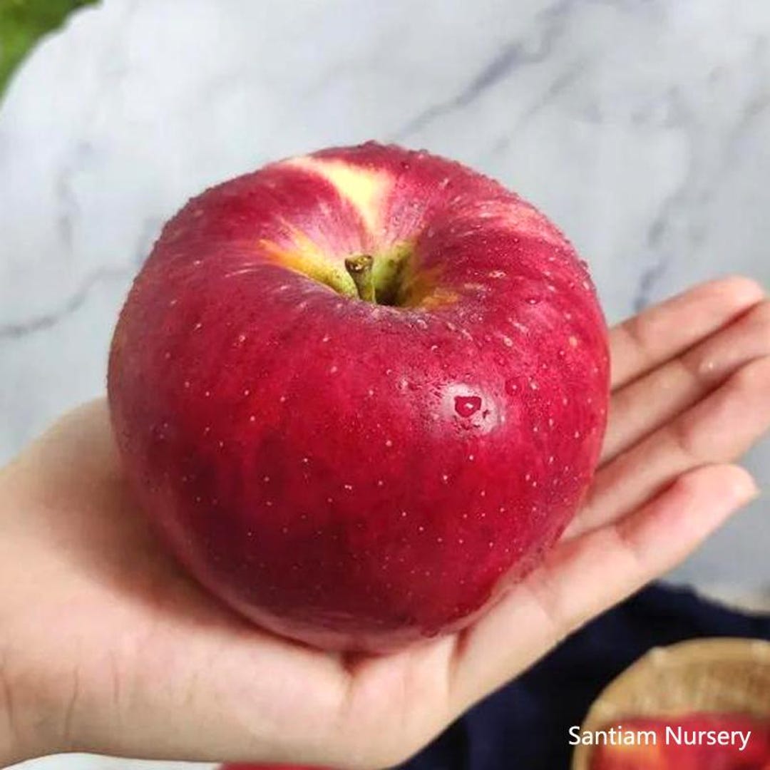 Sugarcrisp Apple Tree on M7, Super Sweet and Crisp. - Etsy