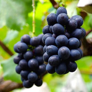 Nagano Purple Japanese Seedless Grape Plant, 長野パープル,长野紫峰 - Etsy